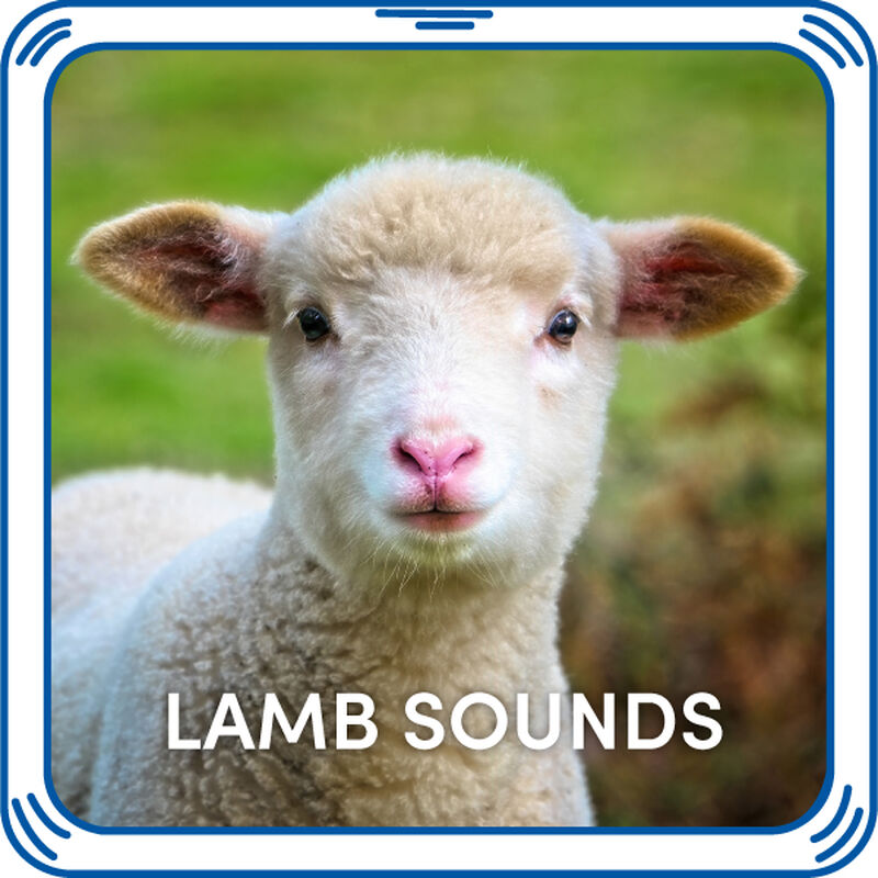 Lamb Sounds for Stuffed Animals | Build-A-Bear®
