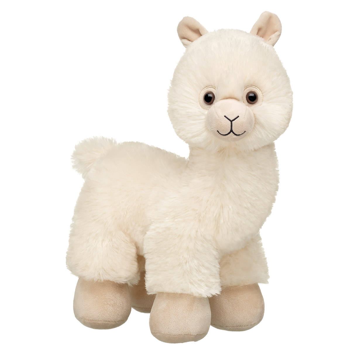 Cute Alpaca Pictures